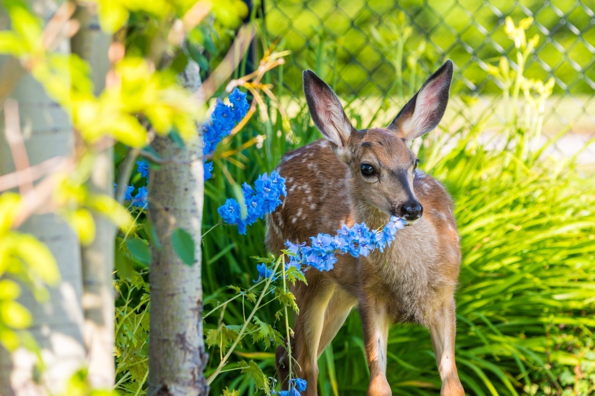 Do Deer Eat Delphinium