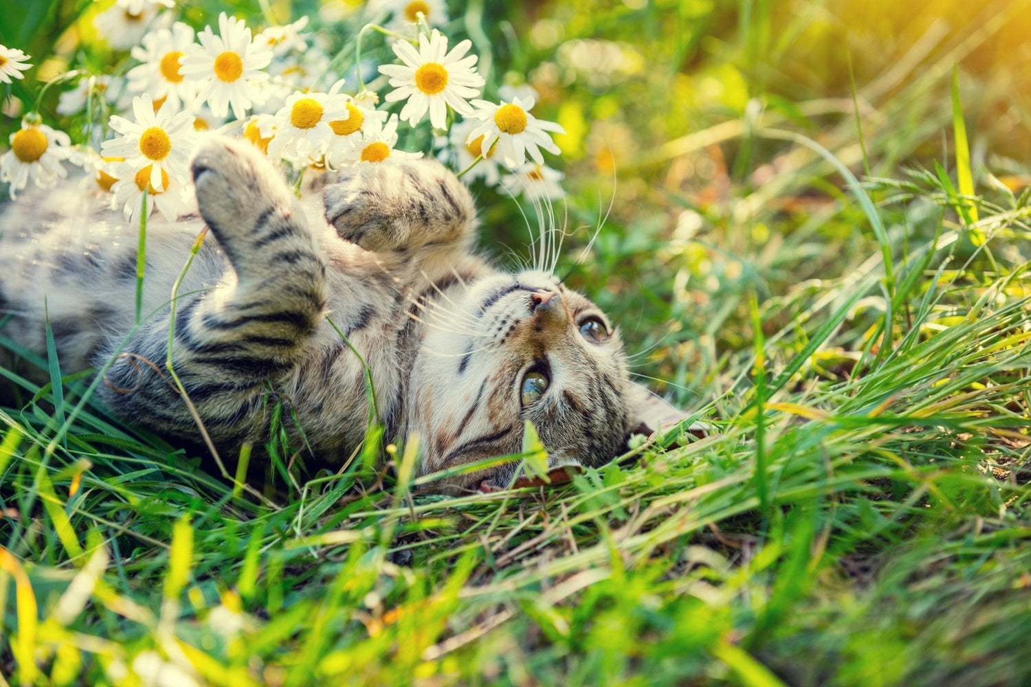 Pet-Friendly Gardening: A Furry-Approved Guide – Georgina Garden Centre