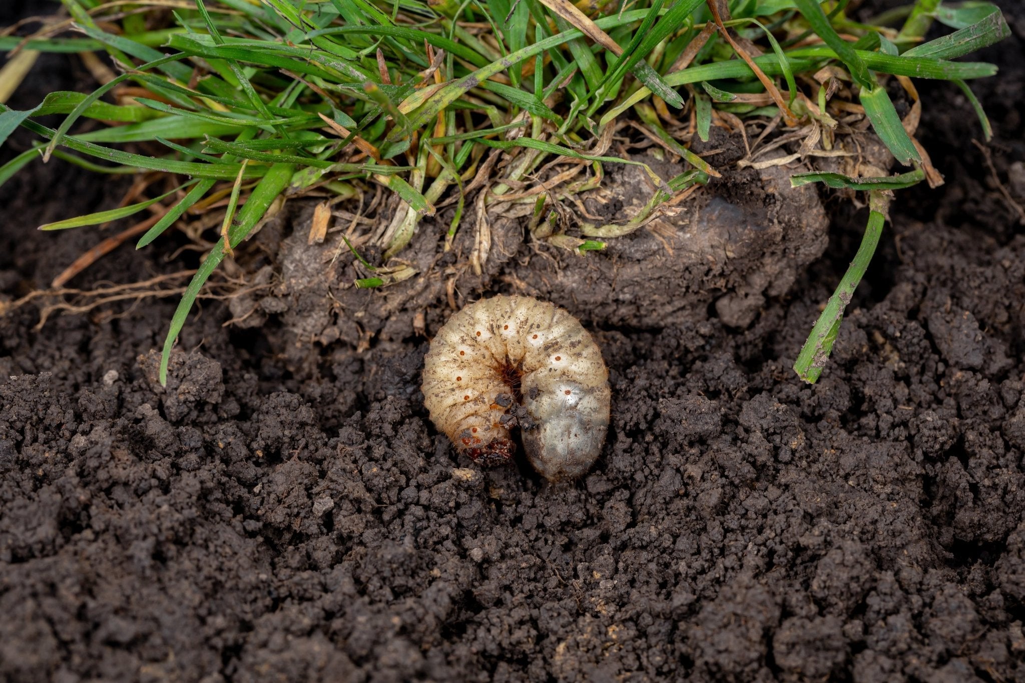 Dead Patches? Skunks Digging? It’s Time for Lawn Guardian Nematodes ...
