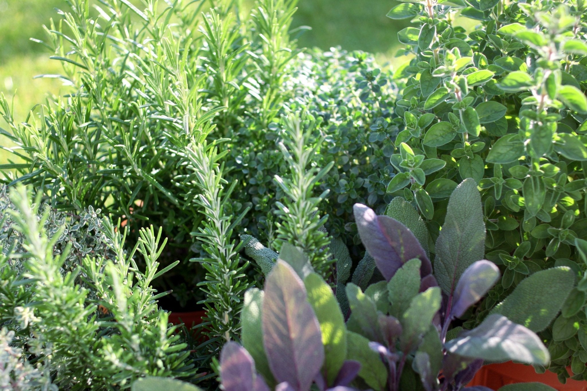 Turn Your Yard Into a Grocery Store—That Looks Amazing – Georgina ...