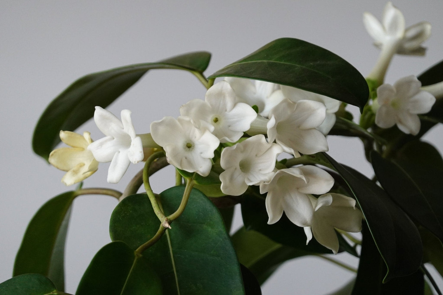 Stephanotis Care Guide: Light, Water, Blooming & More – Georgina Garden ...